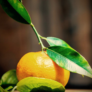 TANGERINE - HOME INTERIORS - Project Photos & Reviews - Encinitas, CA ...