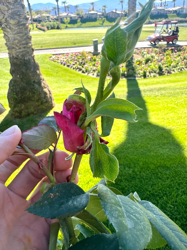 Is this rose proliferation? Please share your thoughts!