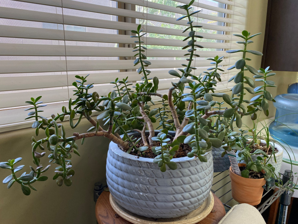 How should I trim this jade plant