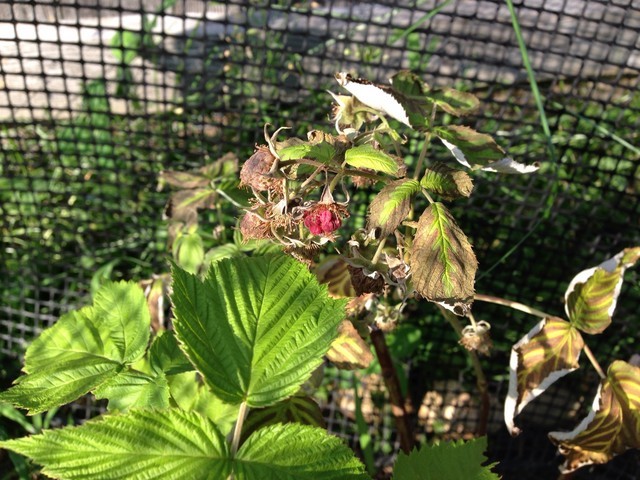 Raspberry leaves turning yellow and brown.