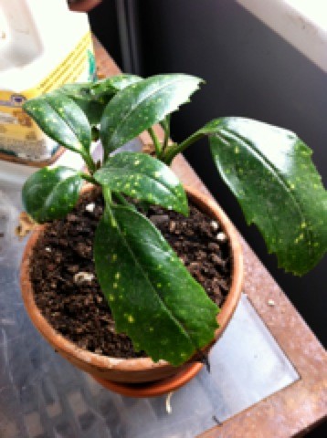 oops, forgot attachment (shade plant)