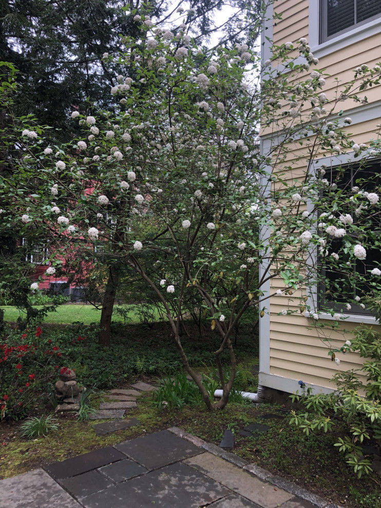 what is this tree?