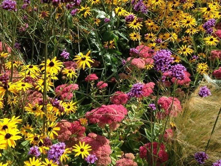 Naturalistic Border, Barn Conversion, Essex - Landscape - Essex - by ...