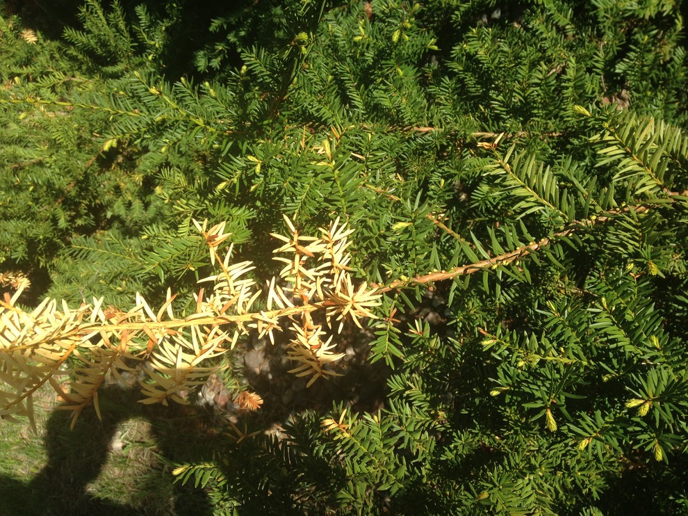 I think my evergreen shrubs are sick/dying