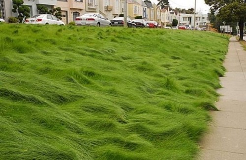 "No-Mow," Red Creeping Fescue, Fine Fescue?