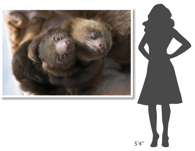 "Hoffmann's 2-toed Sloth babies, Aviarios Sloth Sanctuary" Paper Art ...