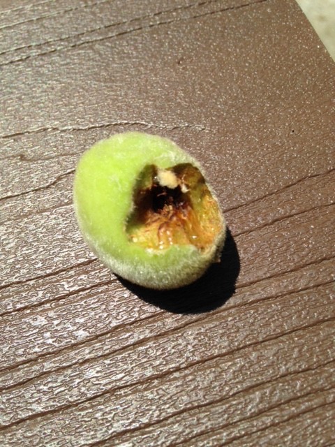 Peach Pests (with Photos) | Houzz Forum