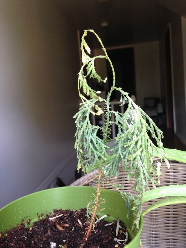 Baby Red Cedar Tree drying out, dying?