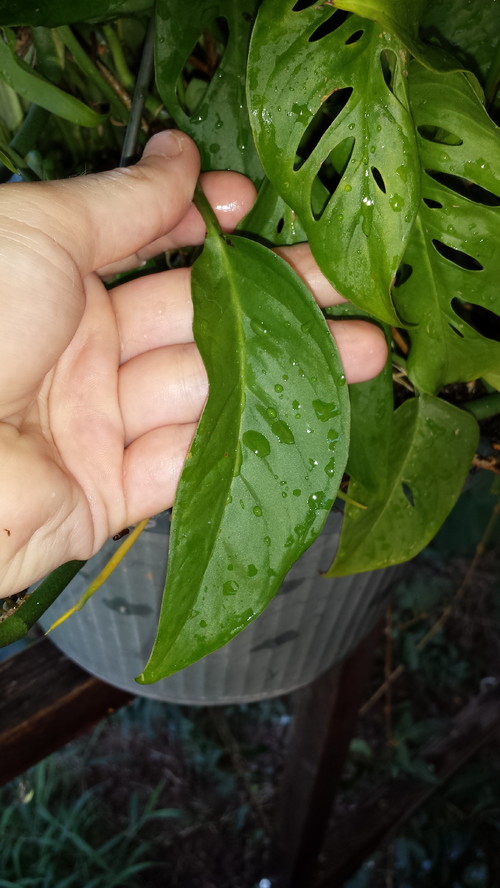 Monstera identification