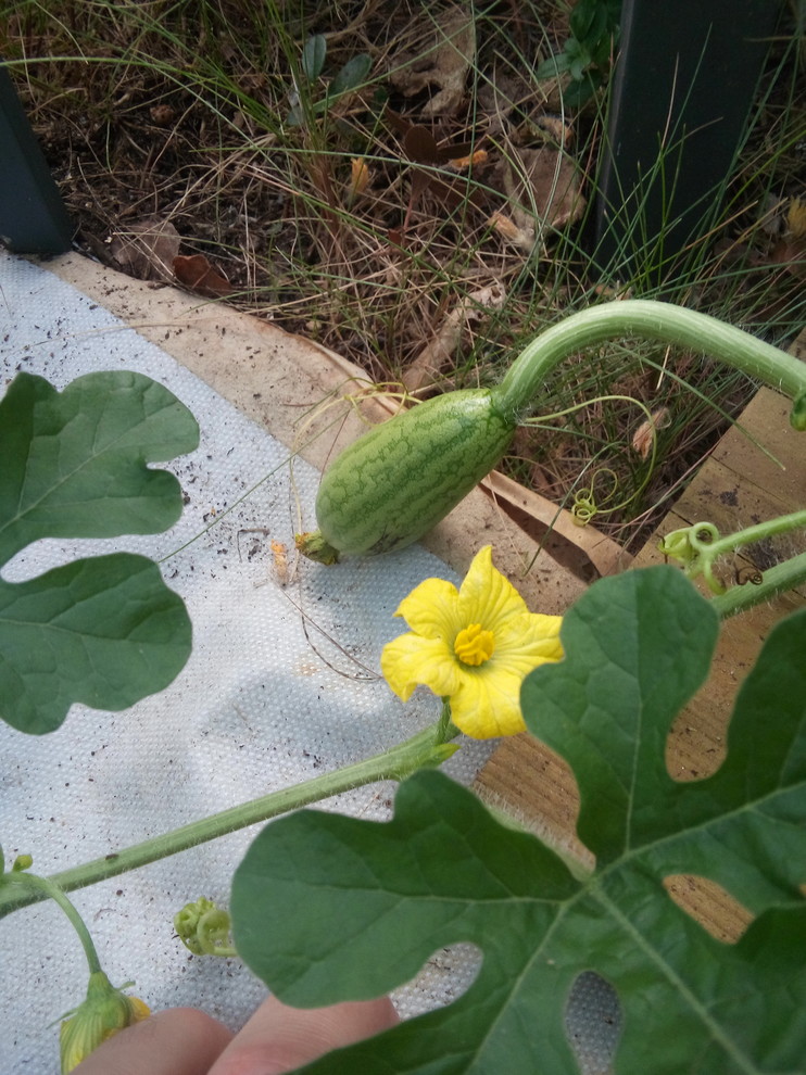 Growing Bottleneck Plants