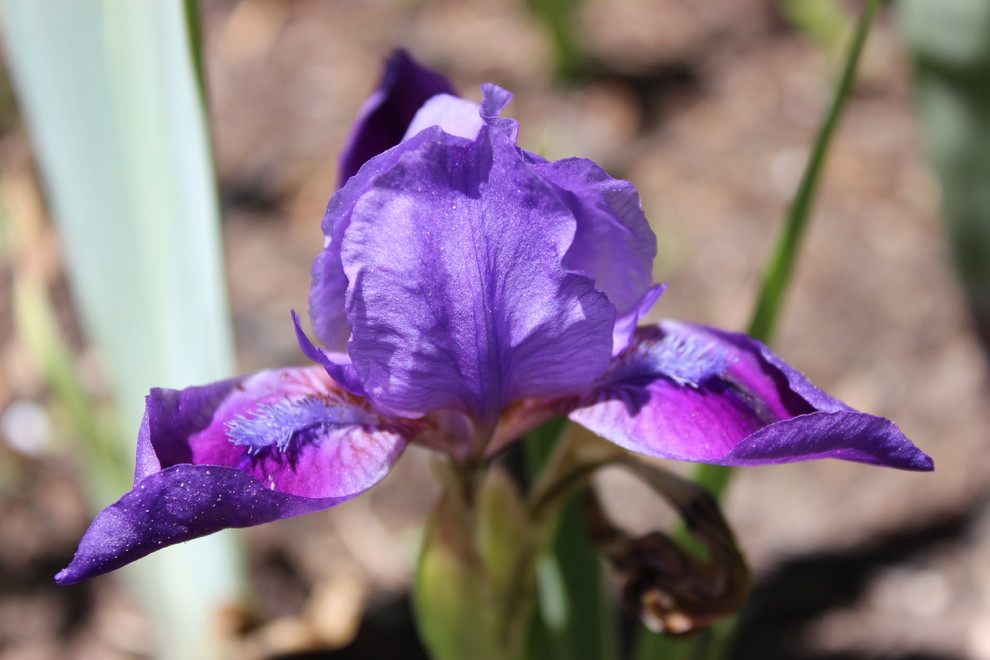 Iris Alphabet - D