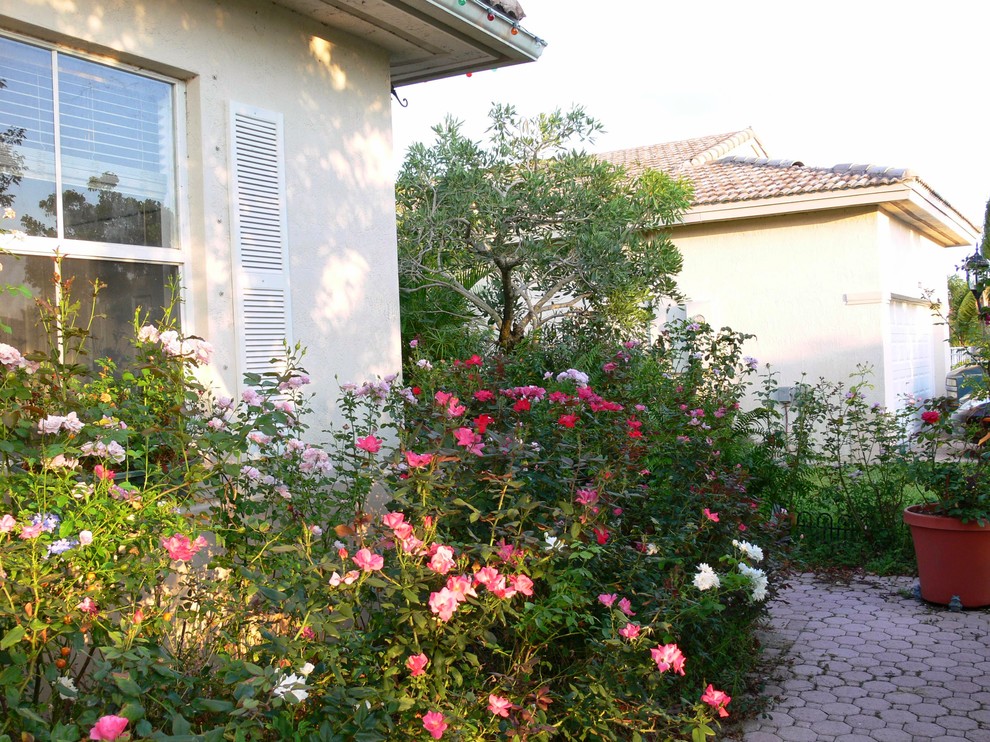 Front Yard Rose Garden