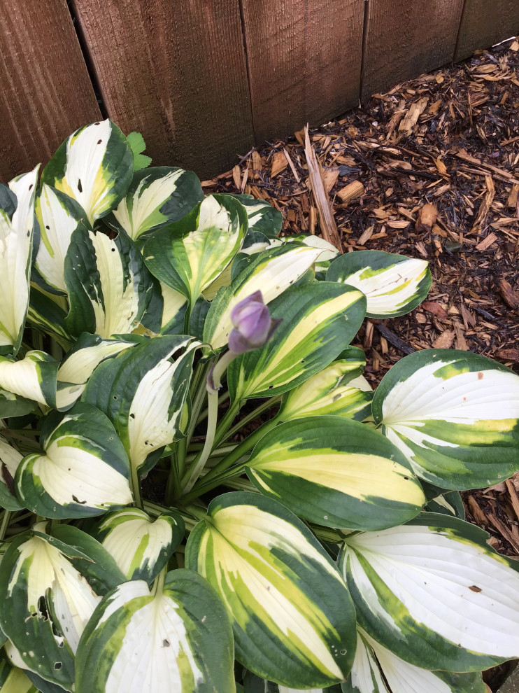 Now, Vulcan sends up a new flower stalk too!