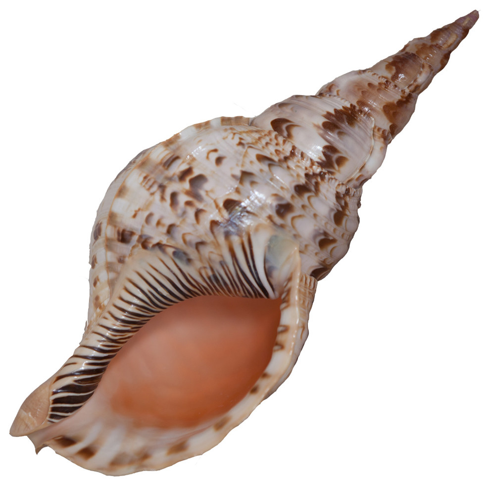 Pacific Triton Shell - Beach Style - Decorative Objects And Figurines ...