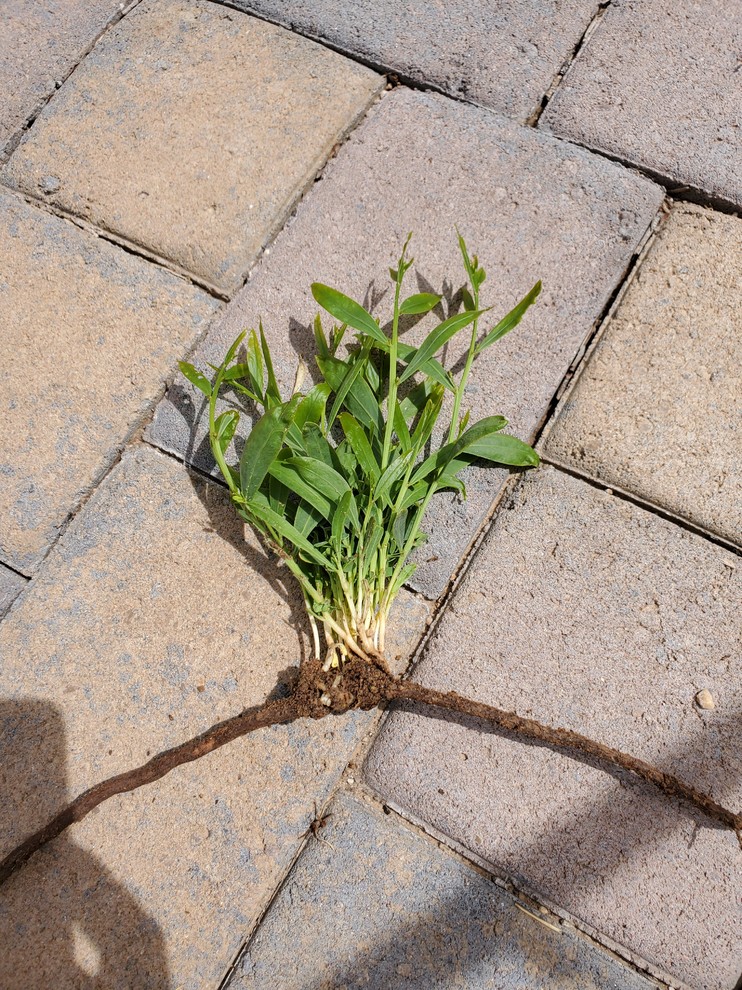 Weeds with long wide shallow roots in backyard...losing the battle.
