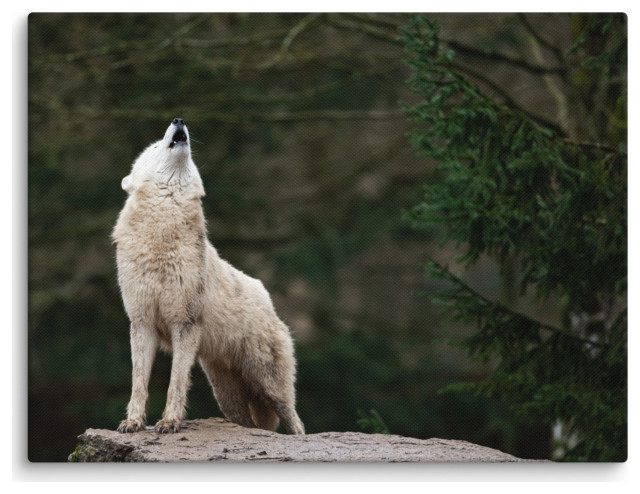 Howling White Wolf In The Forest Wildlife Photograph Canvas Wall Art ...