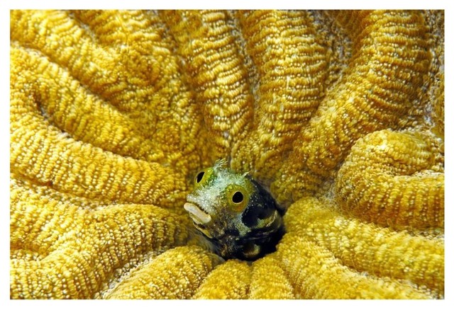 "Secretary Blenny peeking out of its coral burrow, Bonaire" Paper Art ...