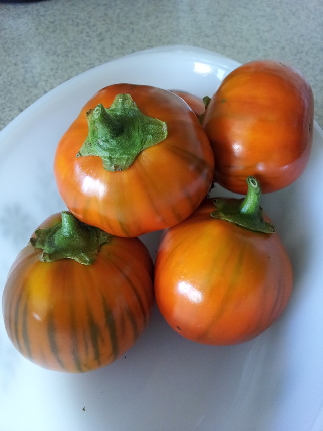 Turkish Orange Eggplant