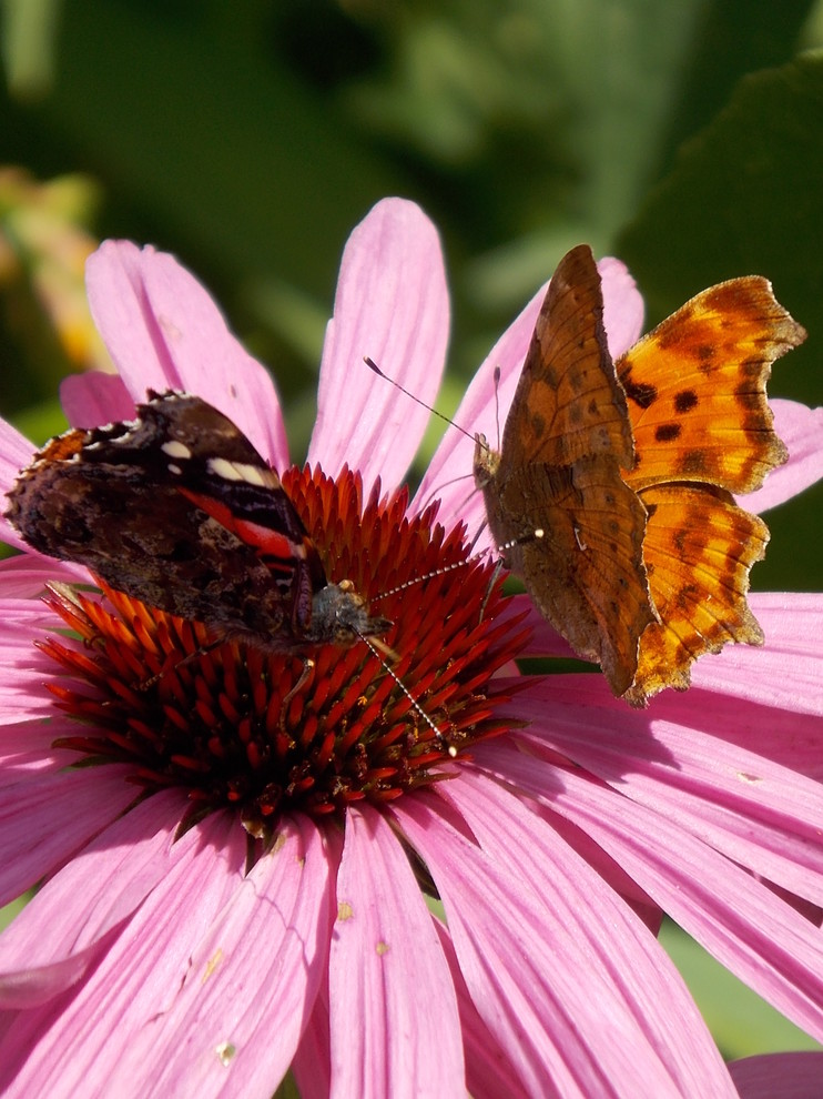 15 Native Flowers That Attract Butterflies
