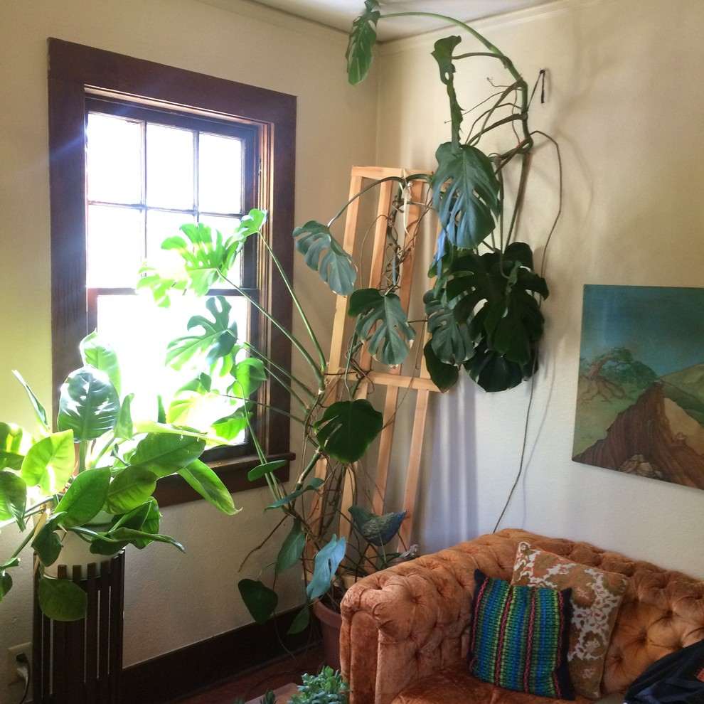 Pruning an overgrown Monstera Deliciosa