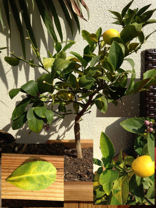 Meyer lemon tree pointers