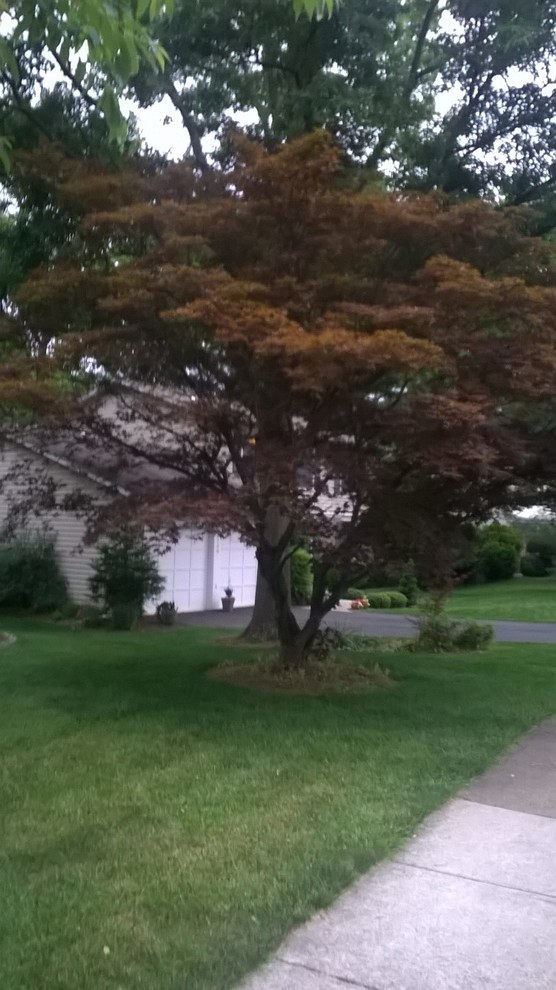 Can anyone here ID this tree?