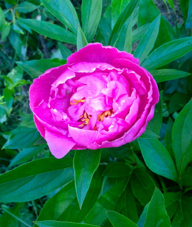 Peony Identification Help, Please