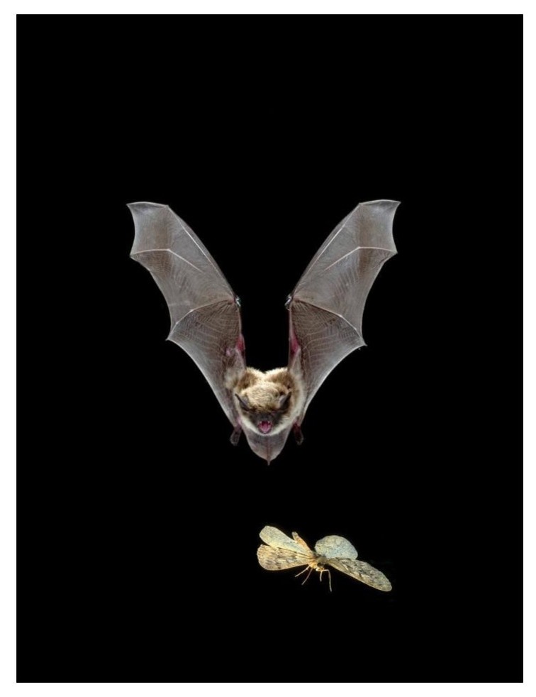 "Yuma Myotis Bat, Female Pursuing a Moth on the Wing, Oregon" Wall Art ...