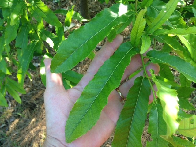 Tree Native to Alabama, U.S.