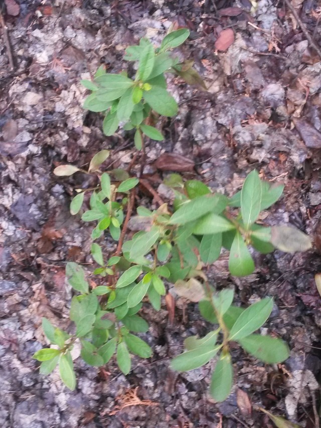 First Winter - Azalea Damage | Houzz Forum