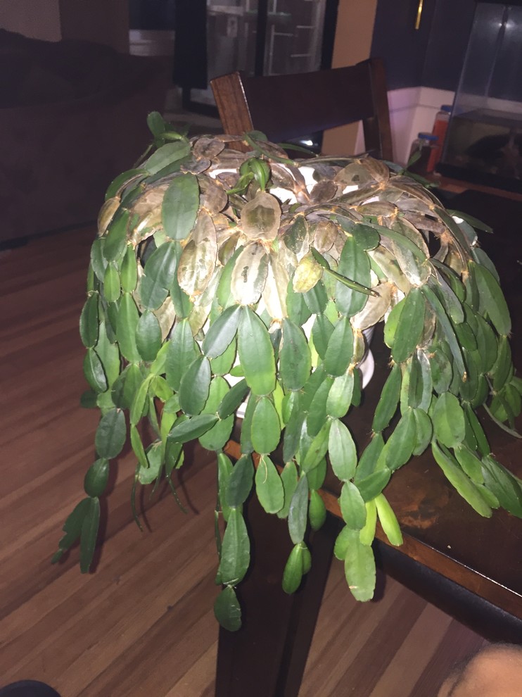 Easter cactus leaf spots