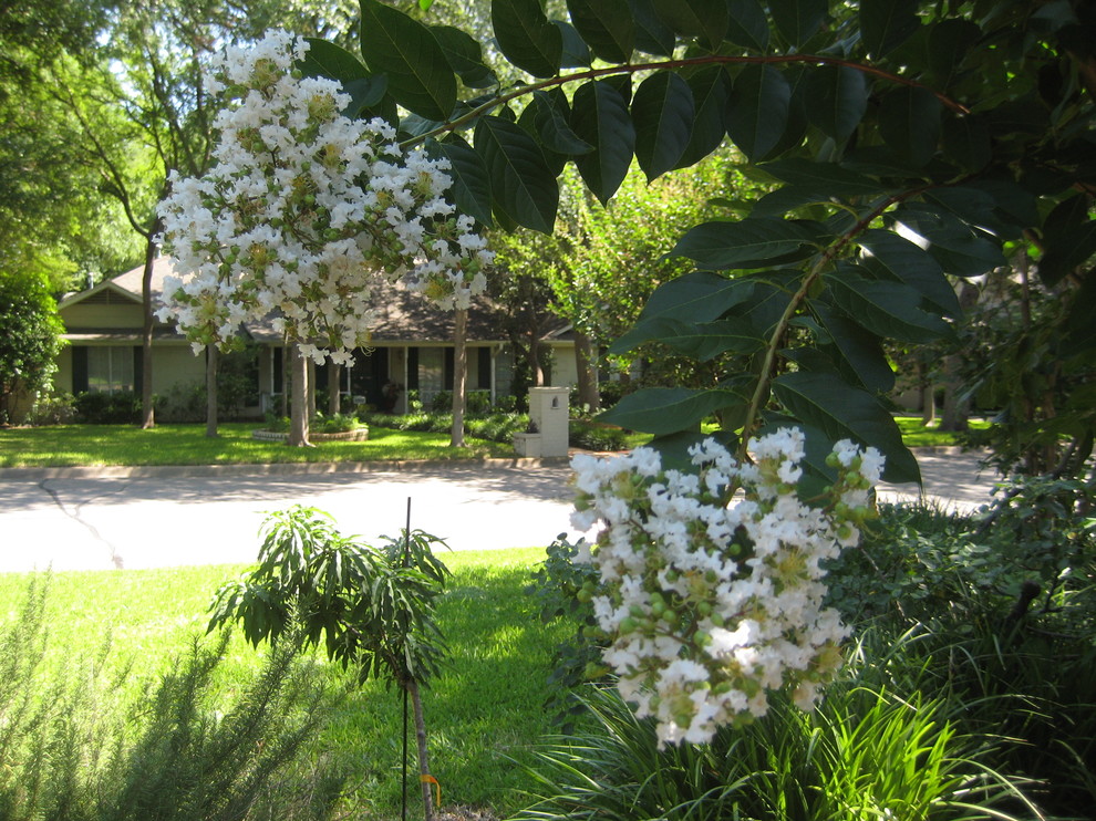 White Crepe Myrtles