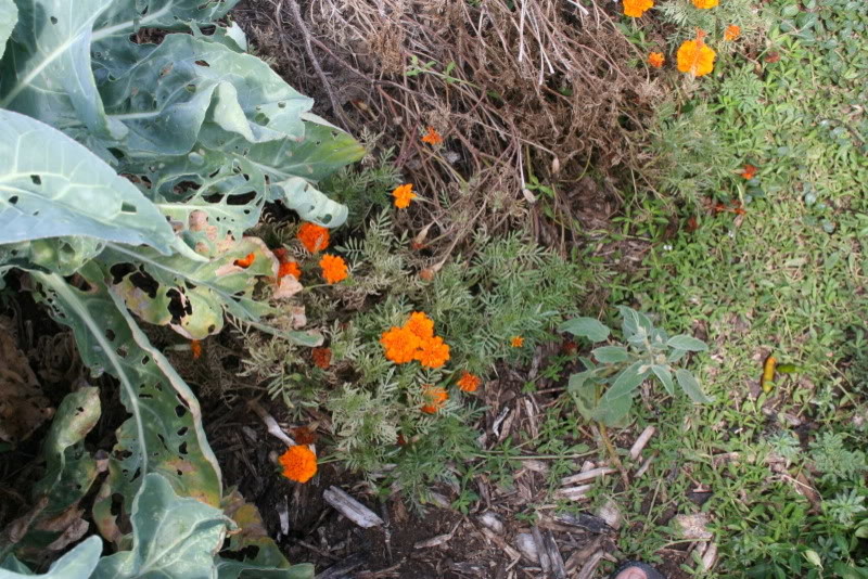 OT: Marigolds and Spider Mites **PICS**