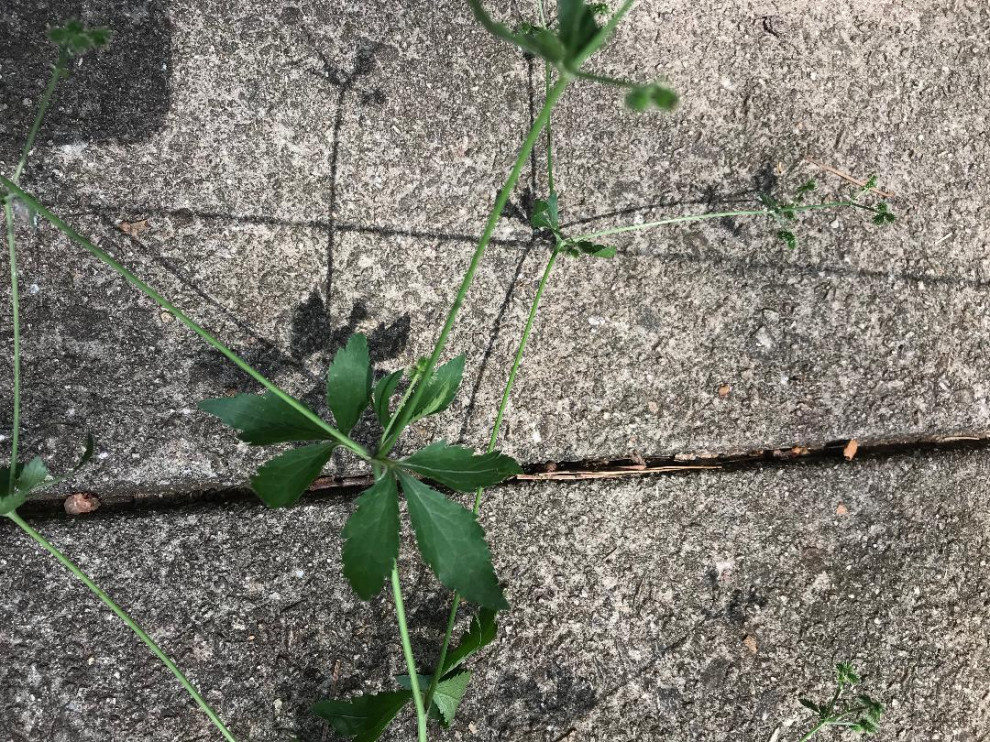 Weed with tiny sticker balls ID Please