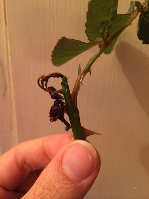 Please help--Rose Midge damage?