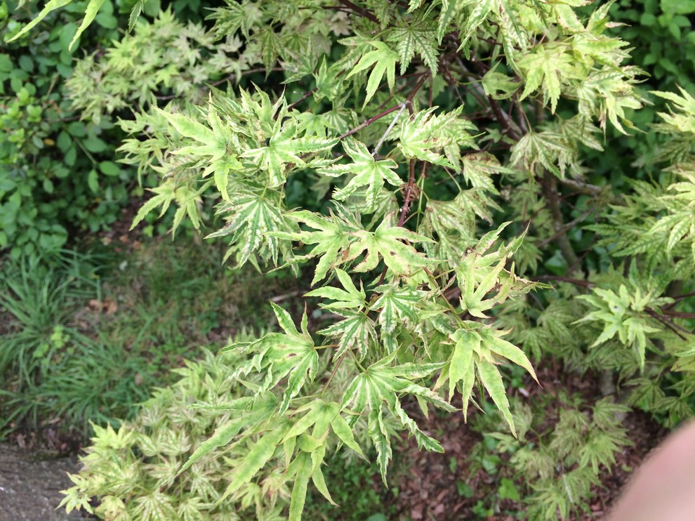 Japanese Maple Higasayama stressed