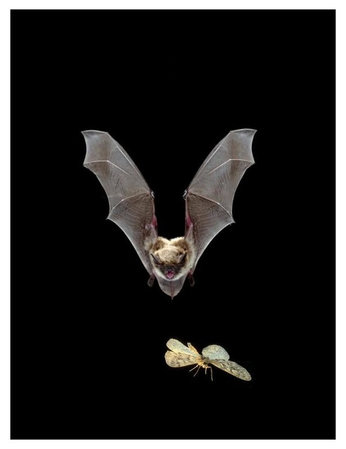"Yuma Myotis Bat, Female Pursuing a Moth on the Wing, Oregon" Wall Art ...