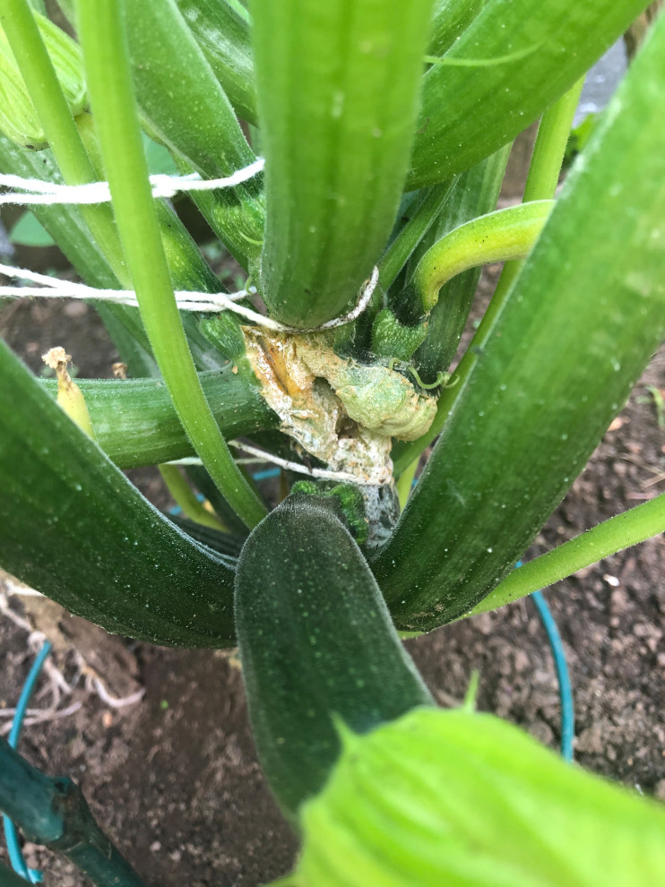 Zucchini Stem Splitting