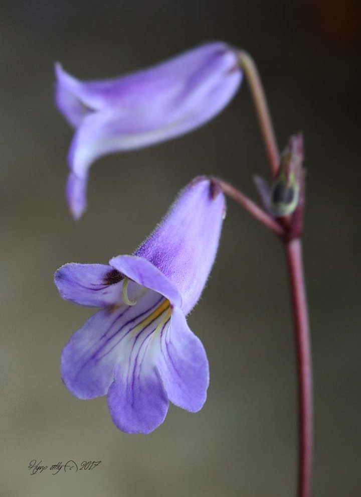 Primulina 'Loki' | Houzz Forum