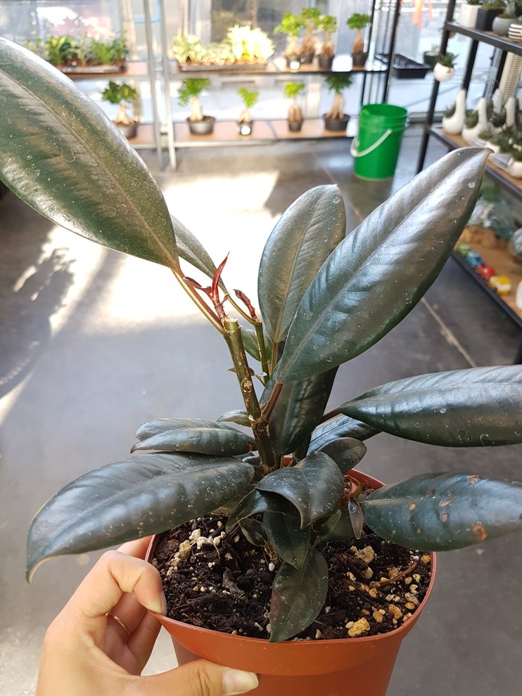 ficus elastica stunted new leaves | Houzz Forum