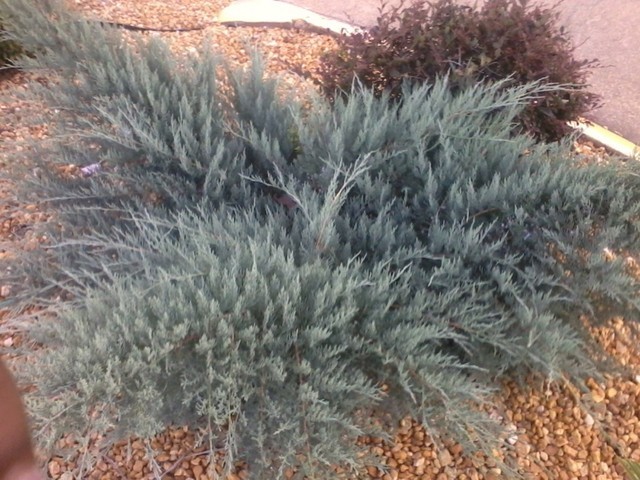 Low growing conifer that spreads horizontally?