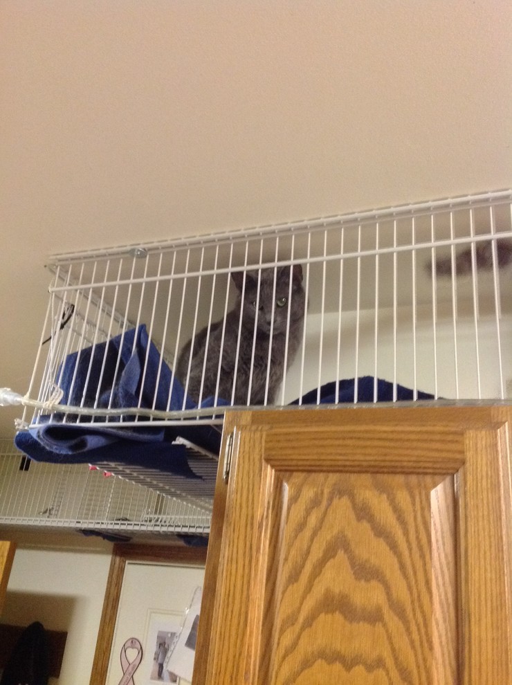 Incredible Home Catwalks Make for Purr-fectly Happy Felines