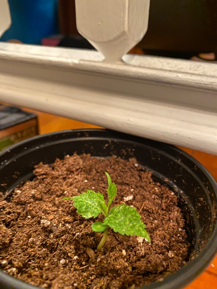 Fertilizing newly germinated tree seedlings? | Houzz Forum