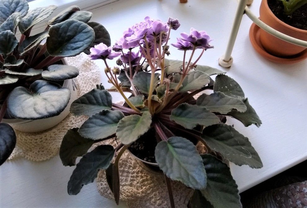 Help with long flower stems