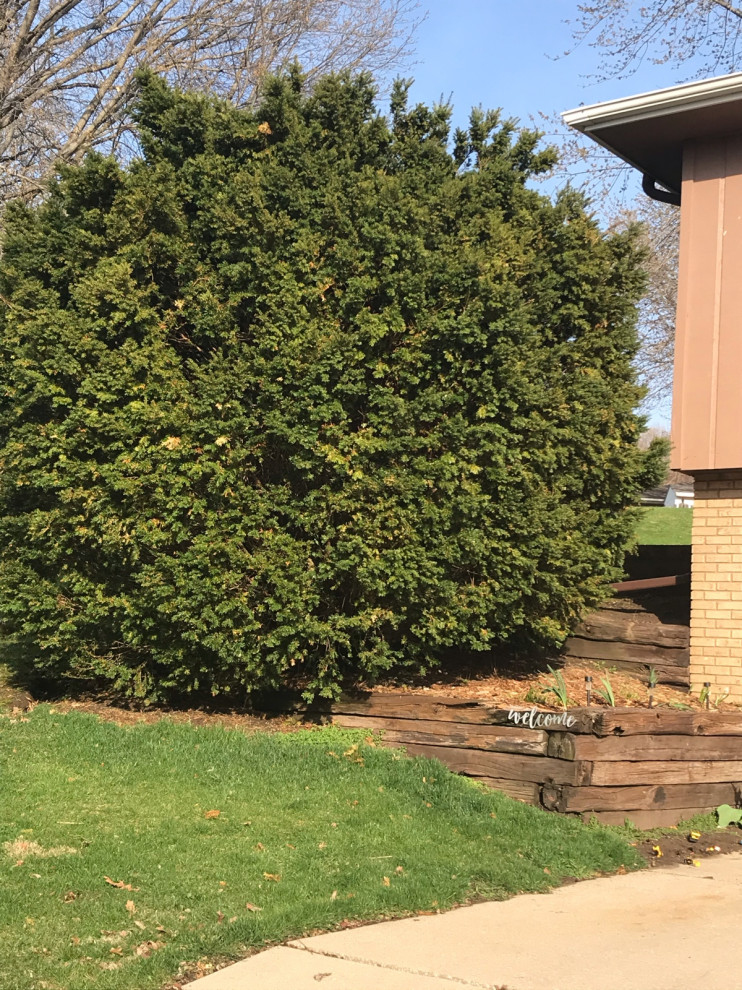Yew Shrub Pruning
