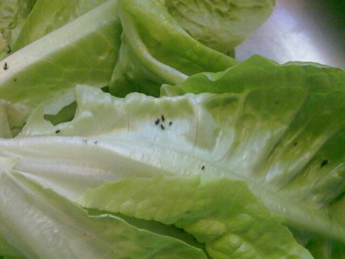 Lettuce try to identify this pest