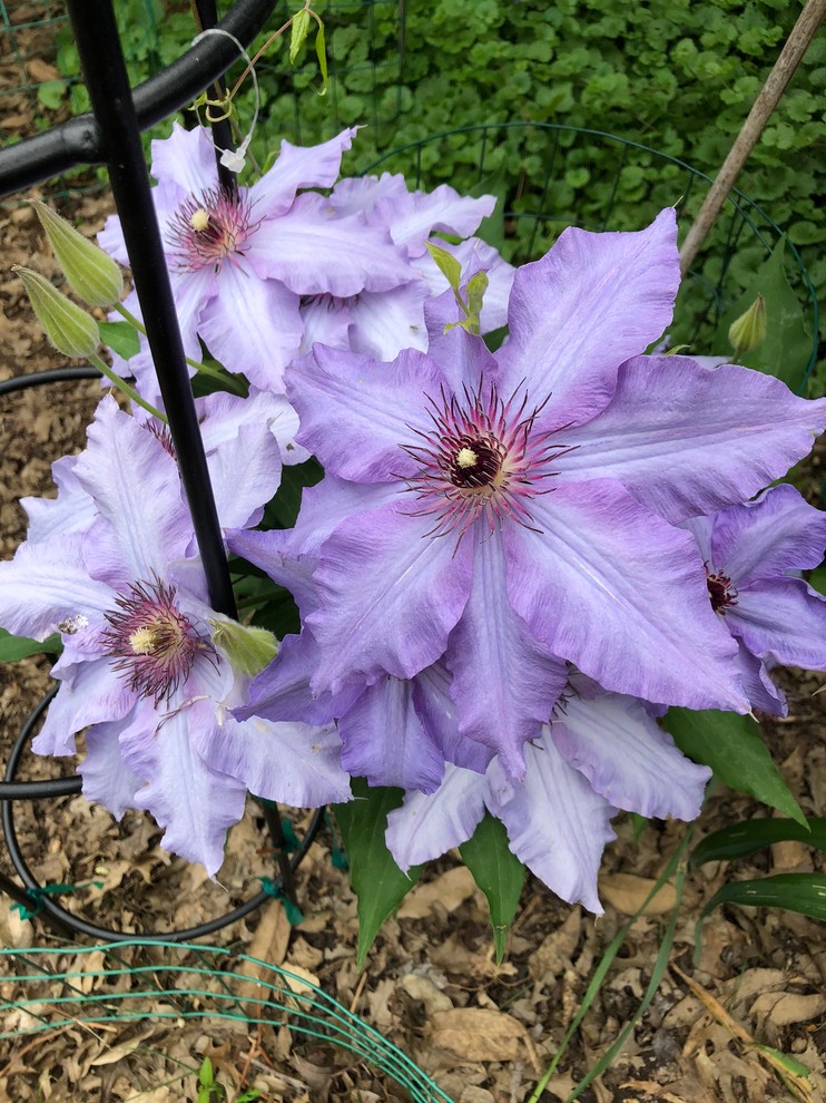 First blooms for Giselle and First Lady.