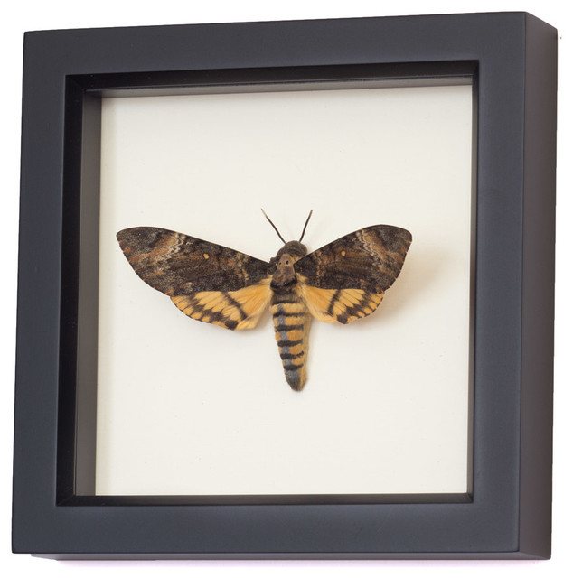 Framed Death Head Moth Display - Modern - Mixed Media Art - by Bug ...