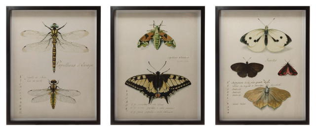 Wood Framed Wall Decor with Insects, 3 Styles - Contemporary - Prints ...