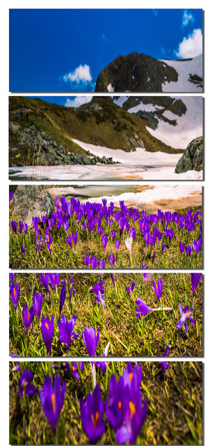 "Blooming Crocus Flowers in Rila Mountains" Metal Wall Art, 28"x60 ...